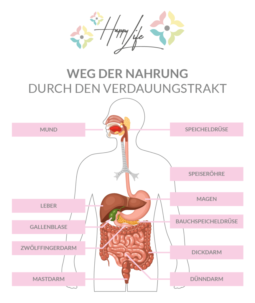 Verdauungssystem – Happy Life